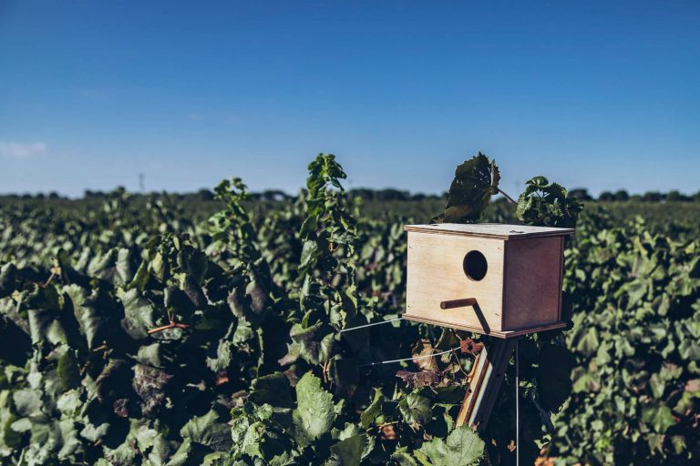Agricultura sostenible en el cultivo de uvas: el compromiso de Julián ...