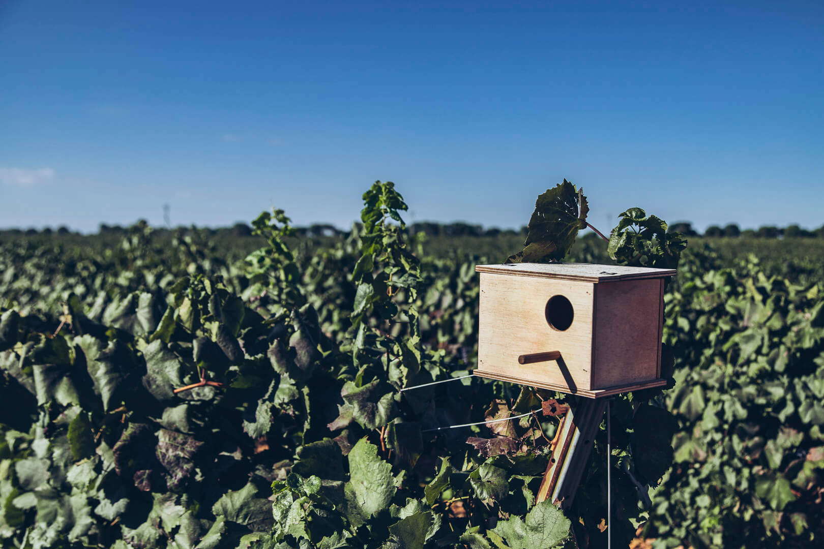 Sustainable agriculture in grape growing: the commitment of Julián ...