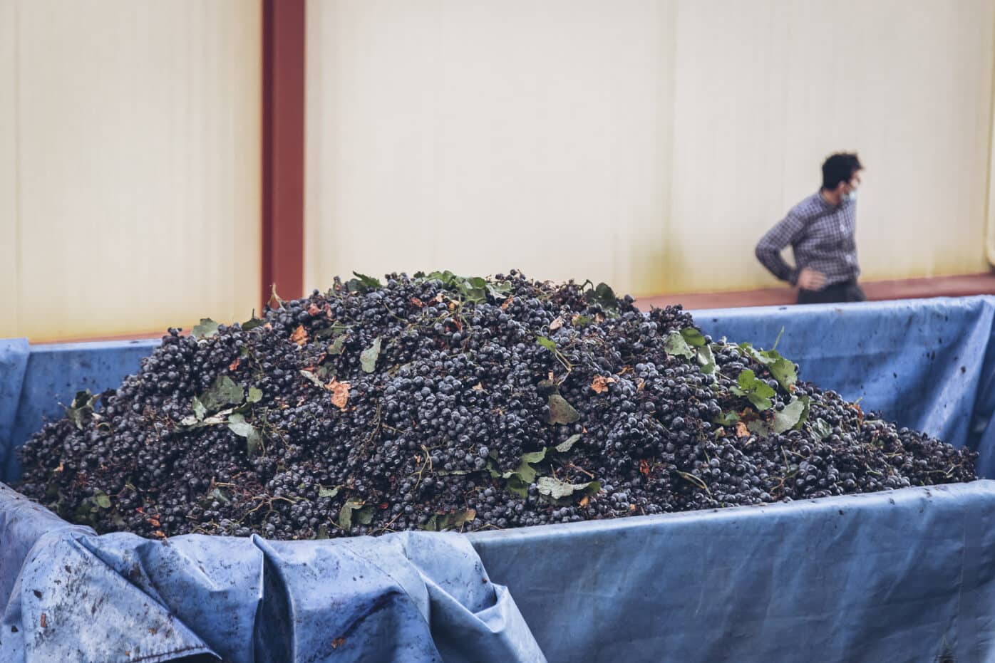 Yo, soy de Soler, por Herminio Gabaldón. - Julian Soler